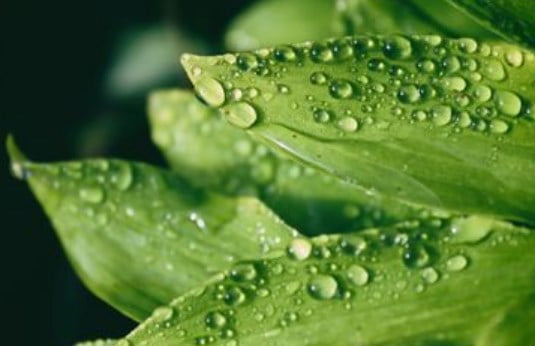 14 Manfaat Air Embun Untuk Kesehatan Simak Apa Saja! | Uspace.id