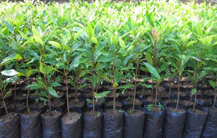 6 Langkah Cara Menanam Cengkeh Rempah Asli Indonesia