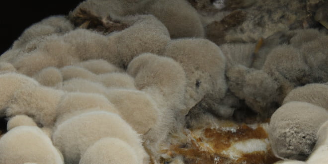 Jamur Aspergillus Wentii Berperan Dalam Pembuatan | Uspace.id Jamur Aspergillus Wentii Berperan Dalam Pembuatan | Uspace.id